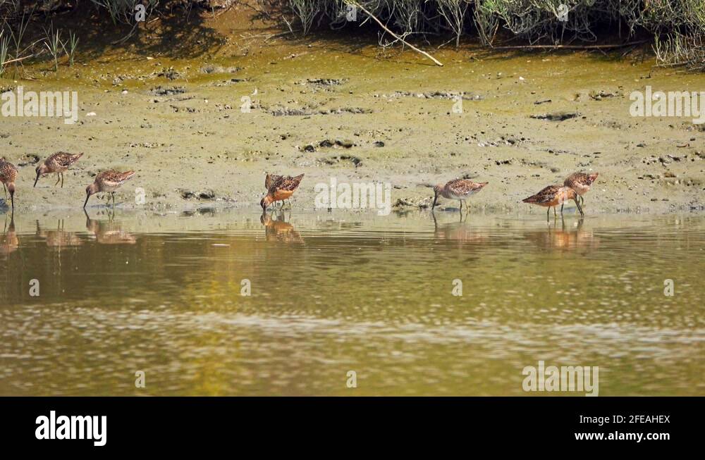 Feeding in line Stock Videos & Footage - HD and 4K Video Clips - Alamy