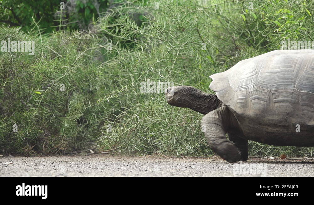 Galapagos giant tortoise geochelone green grass galapagos islands Stock ...