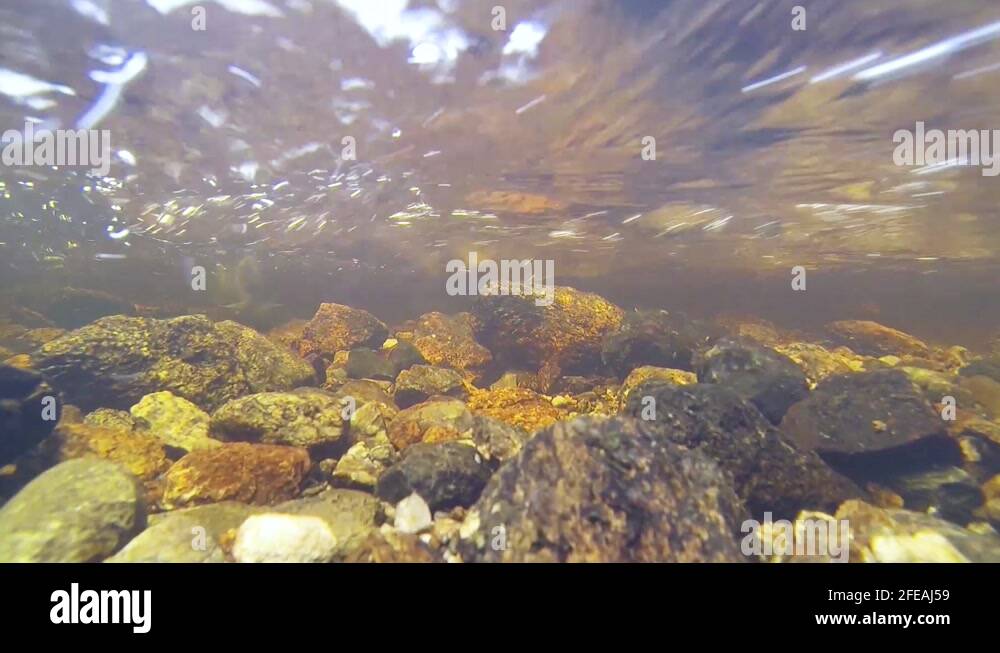 Spawn fish Stock Videos & Footage - HD and 4K Video Clips - Alamy