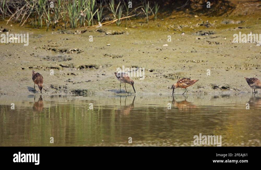 Long billed wading birds Stock Videos & Footage - HD and 4K Video Clips ...