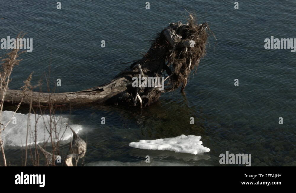 Floating wood branch Stock Videos & Footage - HD and 4K Video Clips - Alamy