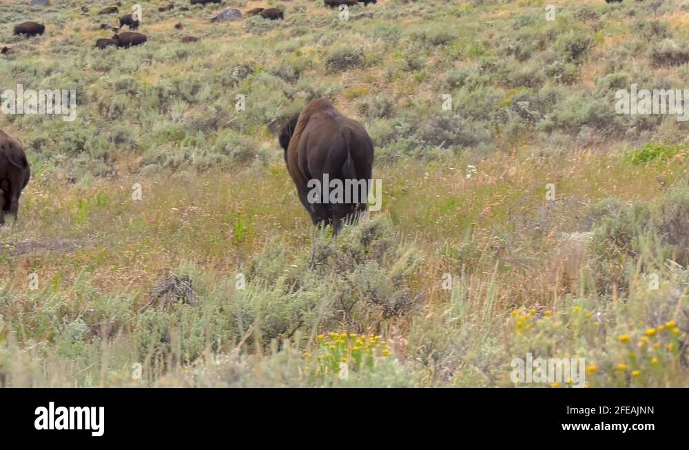 Bison pawing dirt Stock Videos & Footage - HD and 4K Video Clips - Alamy