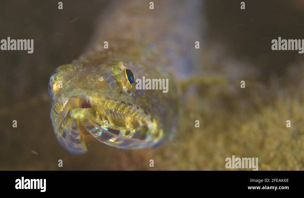 Sergeant baker Stock Videos & Footage - HD and 4K Video Clips - Alamy