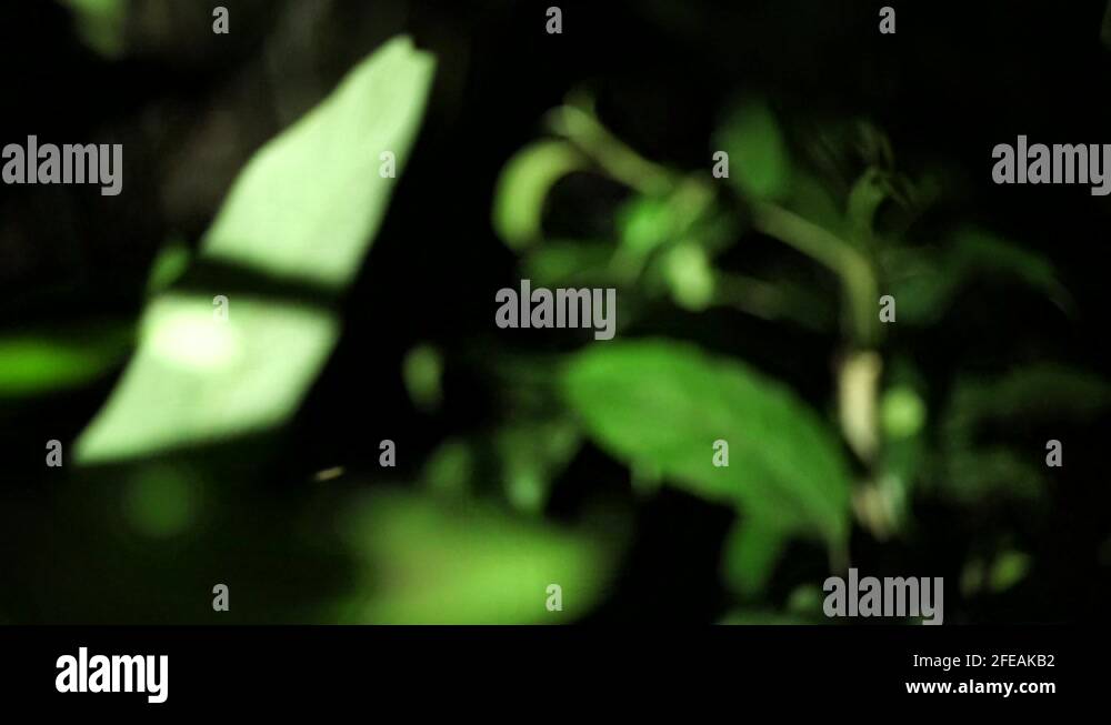 Amazon rainforest night Stock Videos & Footage - HD and 4K Video Clips ...