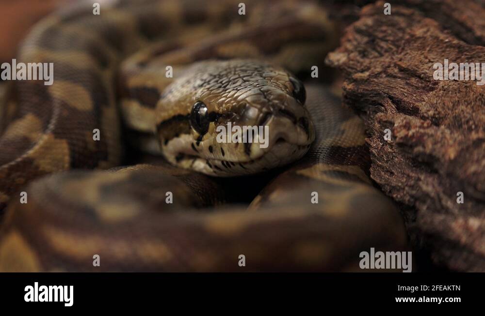 African rock python Stock Videos & Footage - HD and 4K Video Clips - Alamy