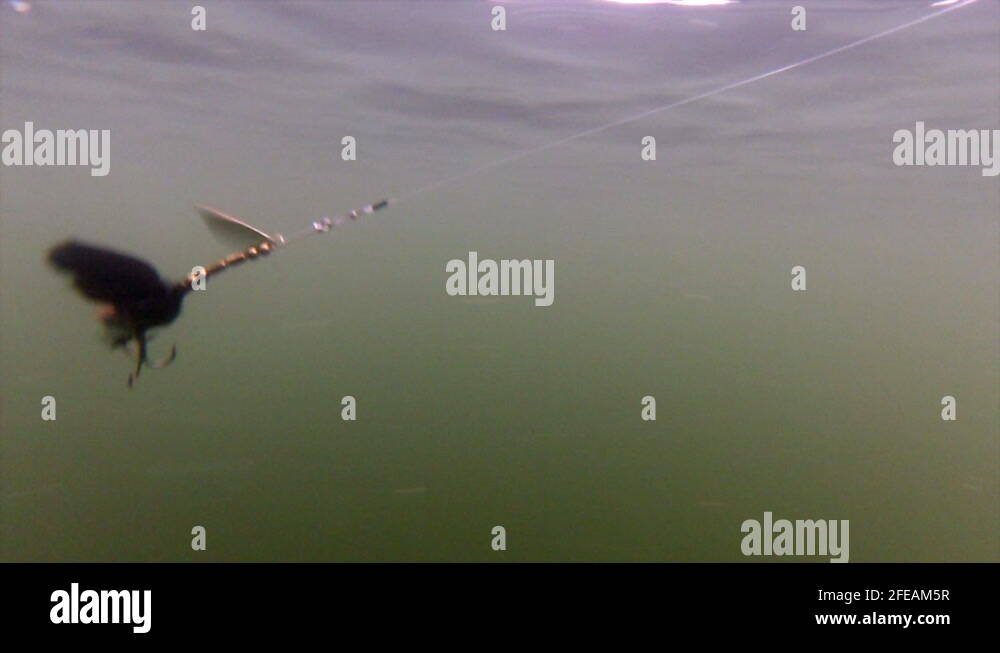 Fishing lure underwater view Stock Videos & Footage - HD and 4K Video ...