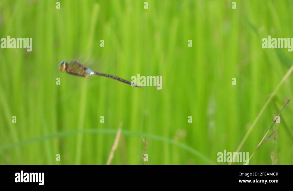 Dragonfly migration Stock Videos & Footage - HD and 4K Video Clips - Alamy