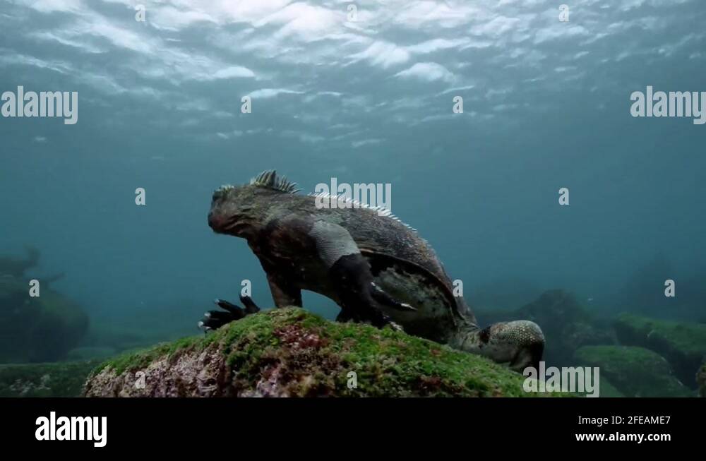 Dangers at sea Stock Videos & Footage - HD and 4K Video Clips - Alamy