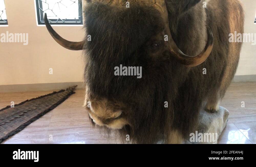 Real life display of a wildlife bison in a hunting museum Stock Video ...