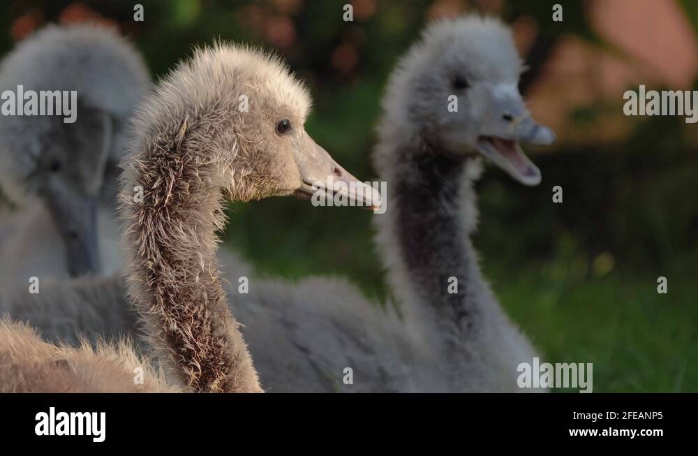 Baby animal swan cygnet Stock Videos & Footage - HD and 4K Video Clips ...
