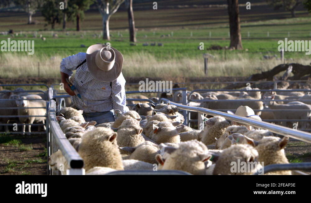 Control the sheep Stock Videos & Footage - HD and 4K Video Clips - Alamy