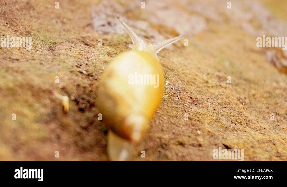 Mucus trail Stock Videos & Footage - HD and 4K Video Clips - Alamy