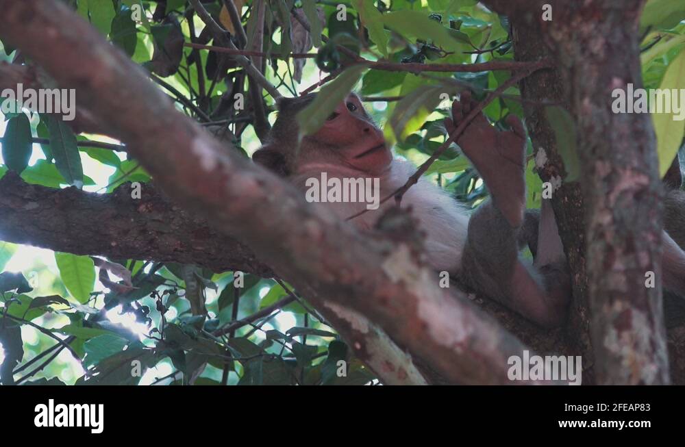 Sleep monkey Stock Videos & Footage - HD and 4K Video Clips - Alamy