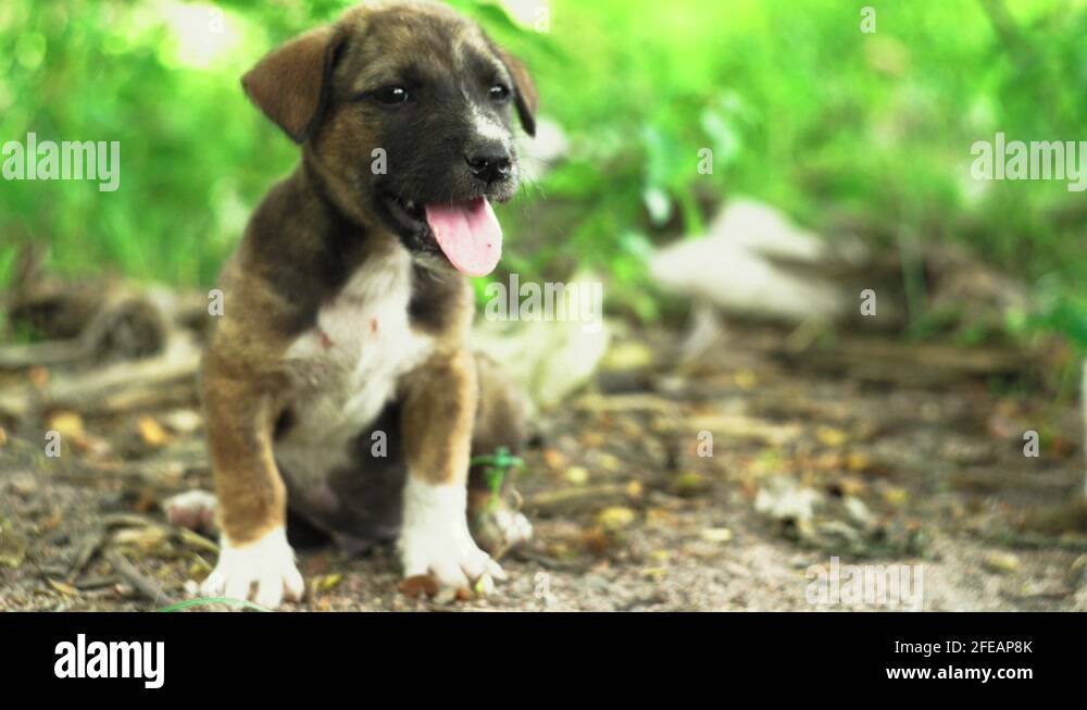Puppy sitting outside Stock Videos & Footage - HD and 4K Video Clips ...