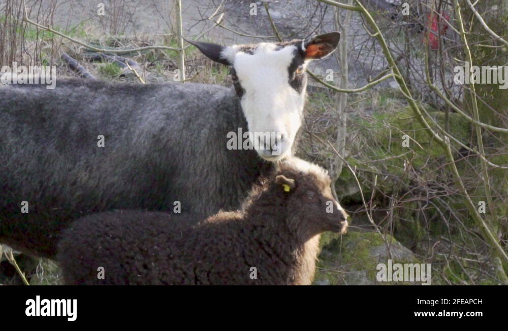 Norwegian white sheep Stock Videos & Footage - HD and 4K Video Clips ...