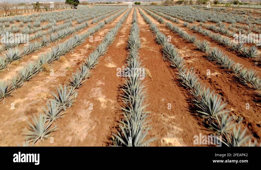 Tequila agave fields Stock Videos & Footage - HD and 4K Video Clips - Alamy