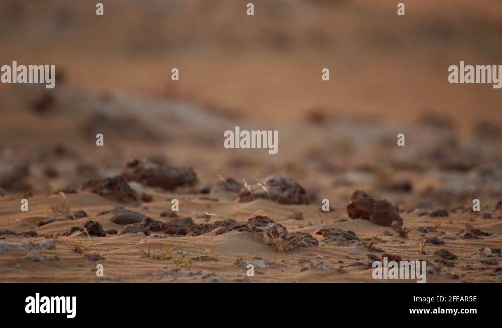 Desert plants qatar Stock Videos & Footage - HD and 4K Video Clips - Alamy