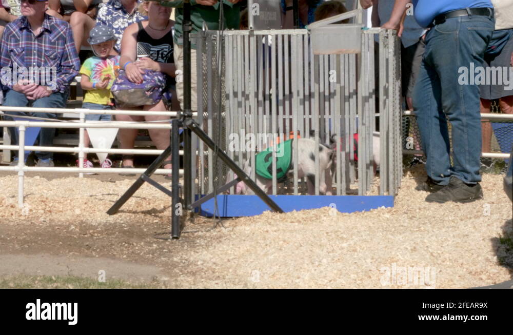 Piglets at the gate Stock Videos & Footage - HD and 4K Video Clips - Alamy