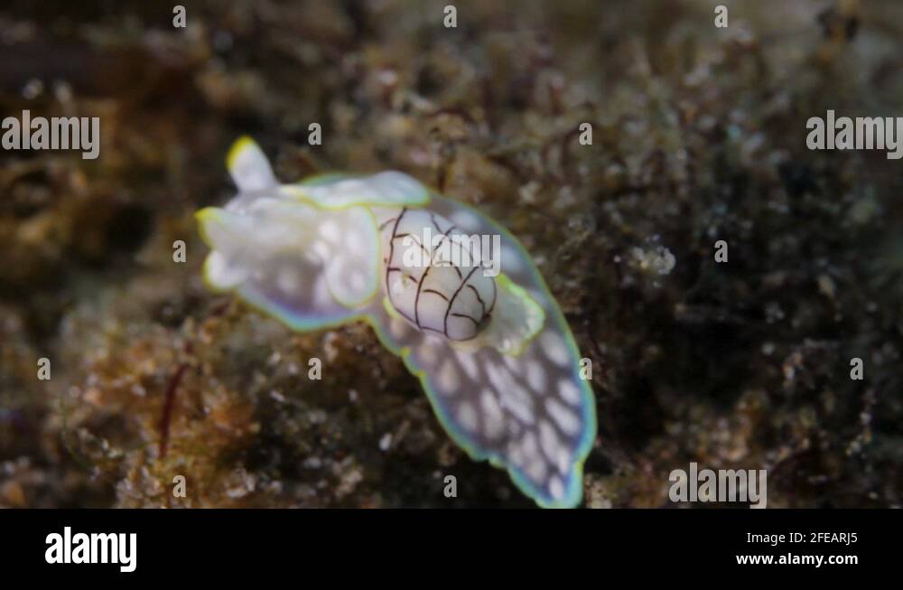 Bubble shell Stock Videos & Footage - HD and 4K Video Clips - Alamy
