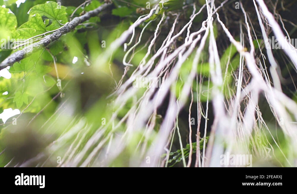 Jungle look of tree and garden Stock Videos & Footage - HD and 4K Video ...