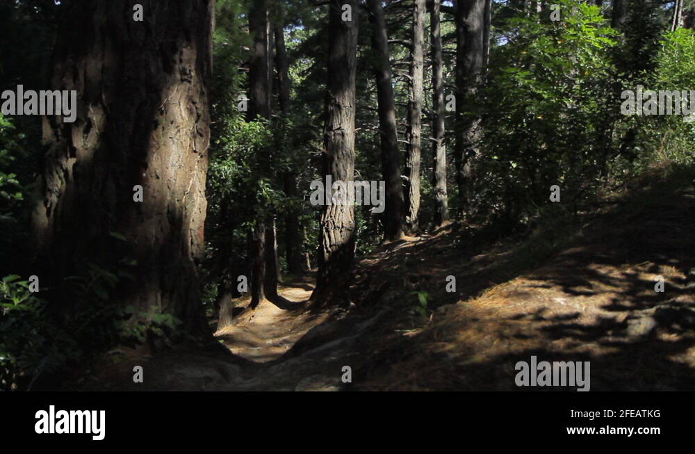 Dappled pathway Stock Videos & Footage - HD and 4K Video Clips - Alamy
