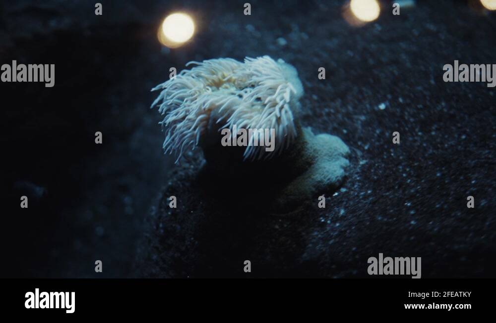 Exotic life Stock Videos & Footage - HD and 4K Video Clips - Alamy