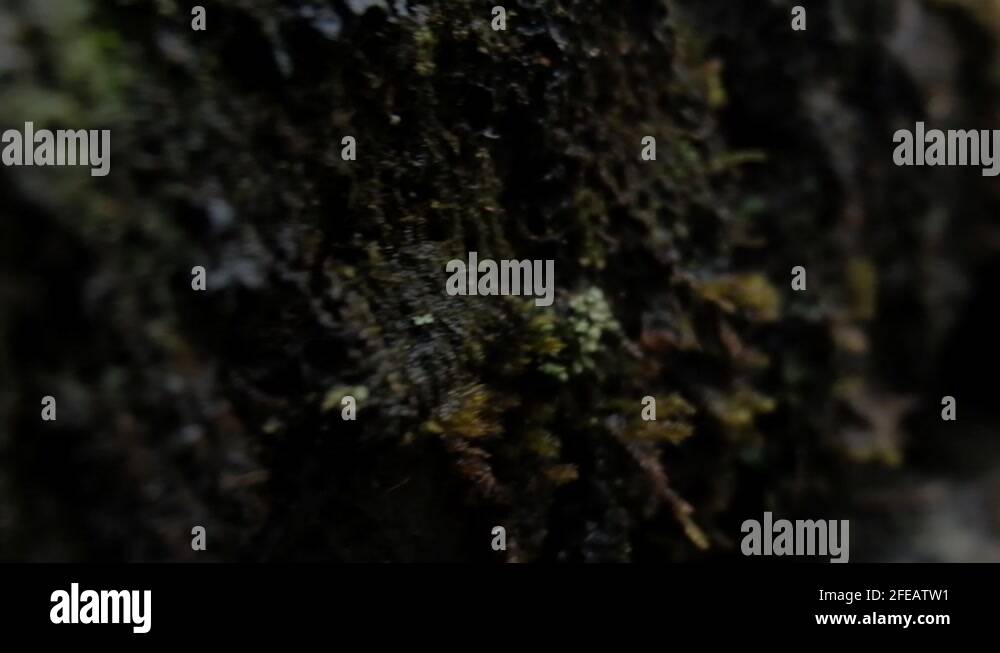 Algae india Stock Videos & Footage - HD and 4K Video Clips - Alamy