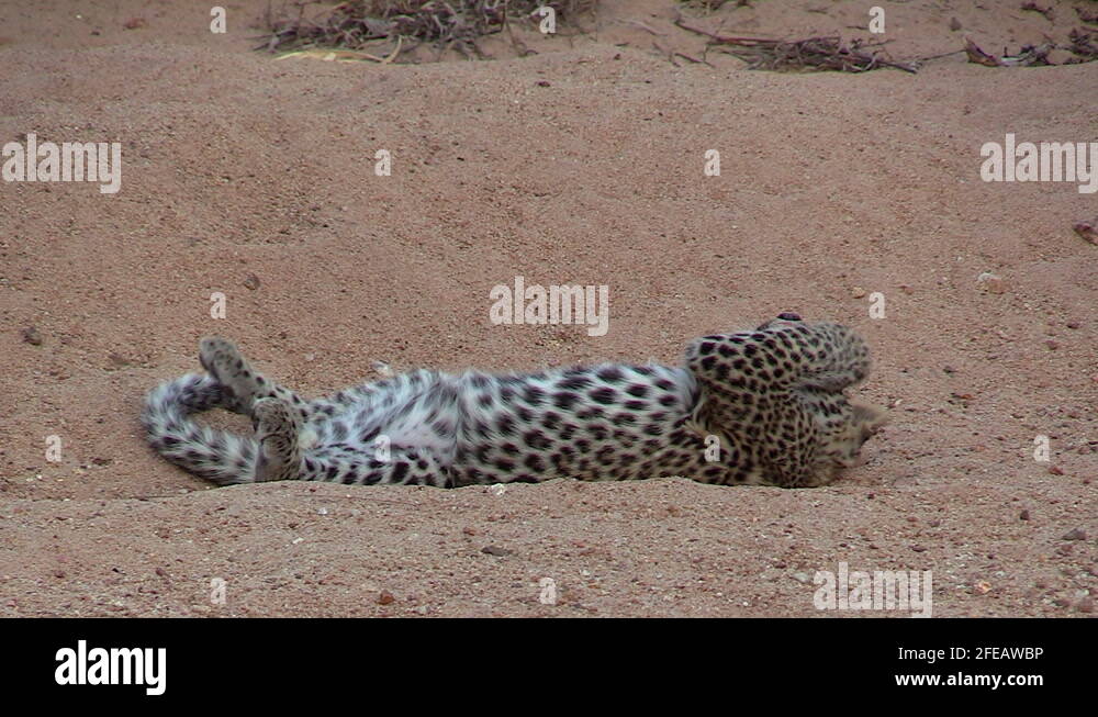Leopard cub cute Stock Videos & Footage - HD and 4K Video Clips - Alamy