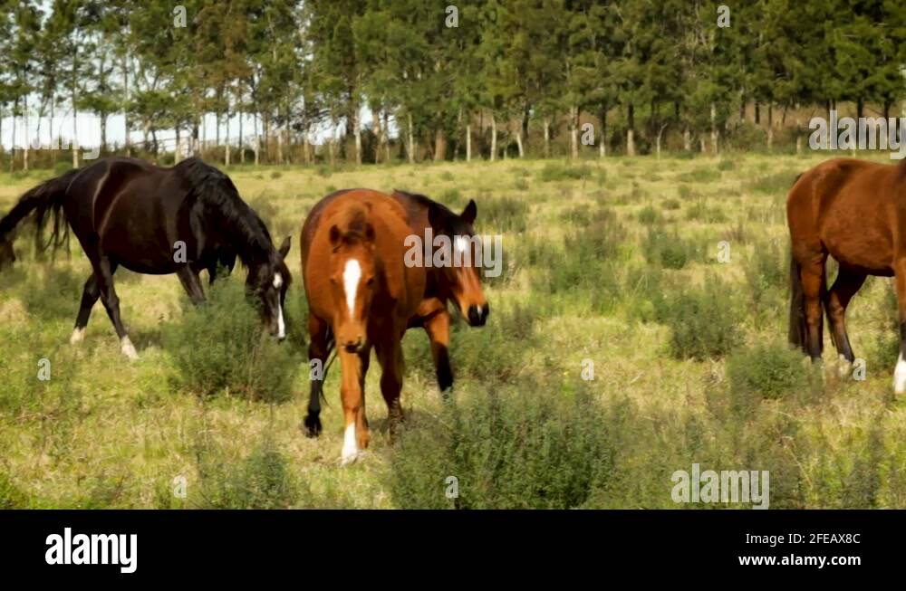 Canter racing horses Stock Videos & Footage - HD and 4K Video Clips - Alamy