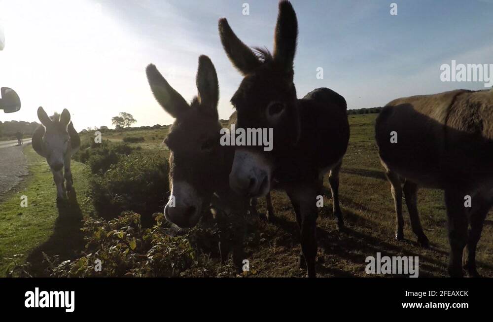Wild animals in england Stock Videos & Footage - HD and 4K Video Clips ...