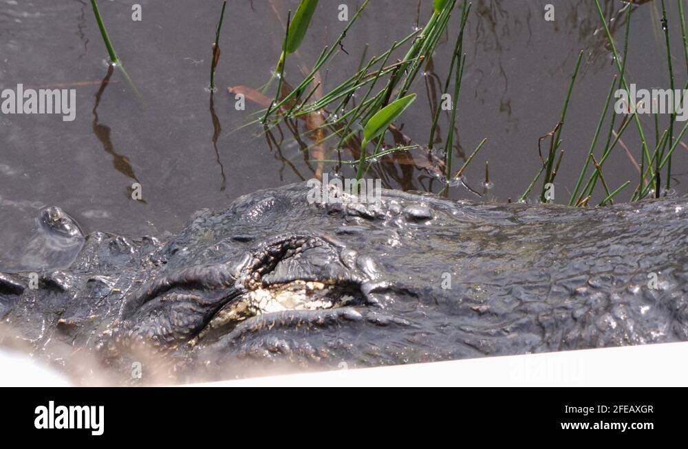 Alligator nose Stock Videos & Footage - HD and 4K Video Clips - Alamy