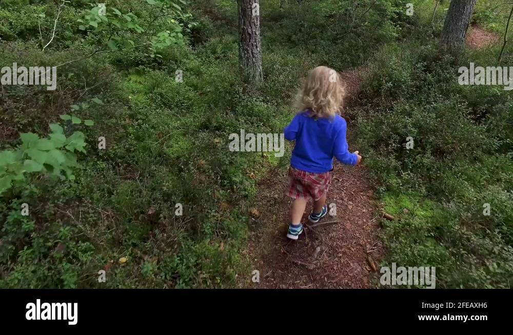 Pines and spruces Stock Videos & Footage - HD and 4K Video Clips - Alamy