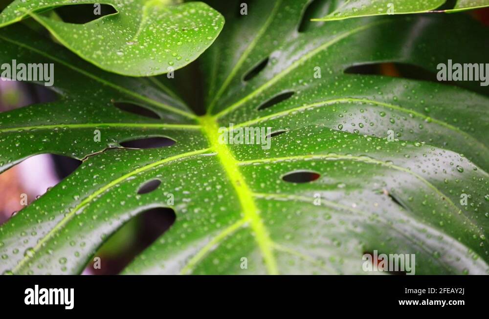 Monstera stem Stock Videos & Footage - HD and 4K Video Clips - Alamy