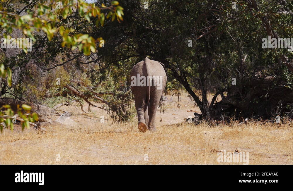 Safe wild animals Stock Videos & Footage - HD and 4K Video Clips - Alamy