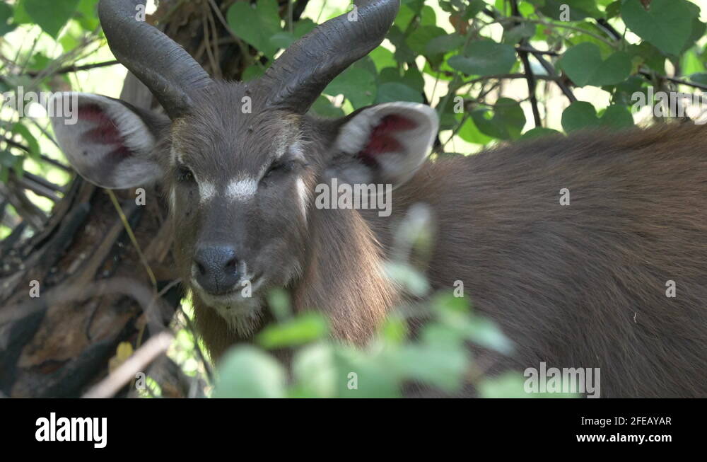 Rounded ears Stock Videos & Footage - HD and 4K Video Clips - Alamy