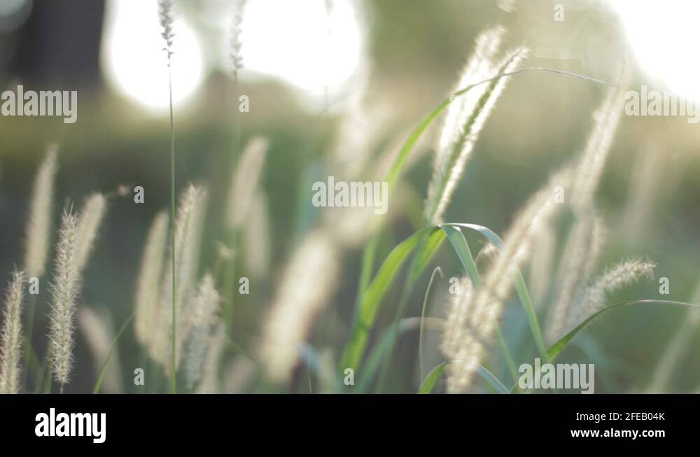 Mythical plant Stock Videos & Footage - HD and 4K Video Clips - Alamy
