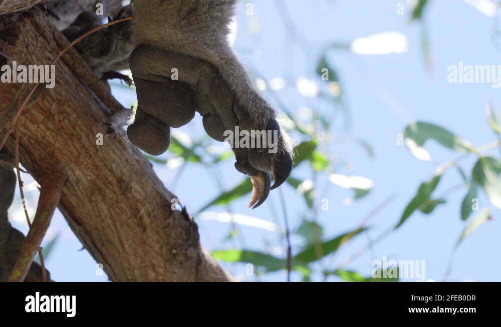 Hind toe Stock Videos & Footage - HD and 4K Video Clips - Alamy