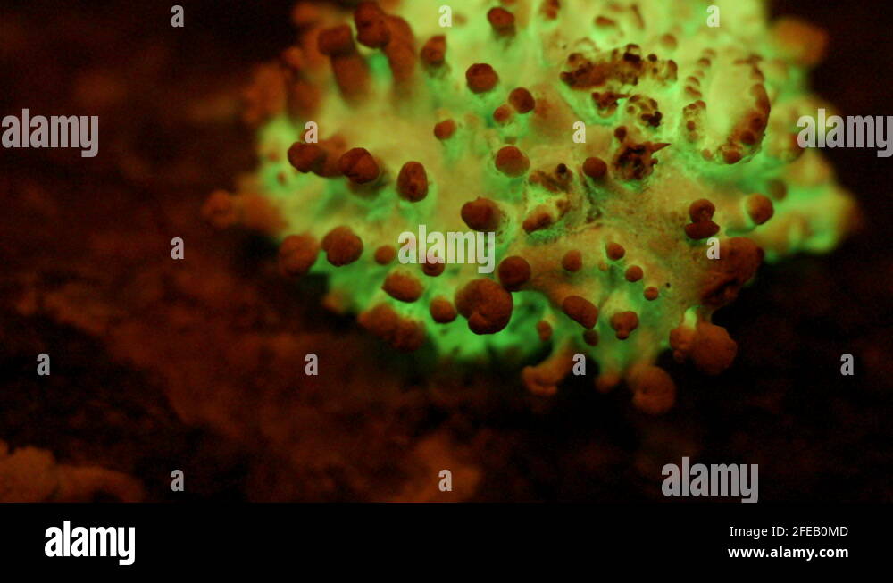 The bioluminescent fungus, Panellus Stipticus glows in twilight. The ...
