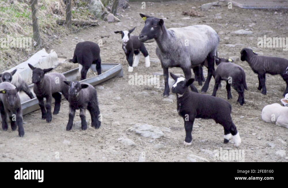 Sheep sheep breeds Stock Videos & Footage - HD and 4K Video Clips - Alamy