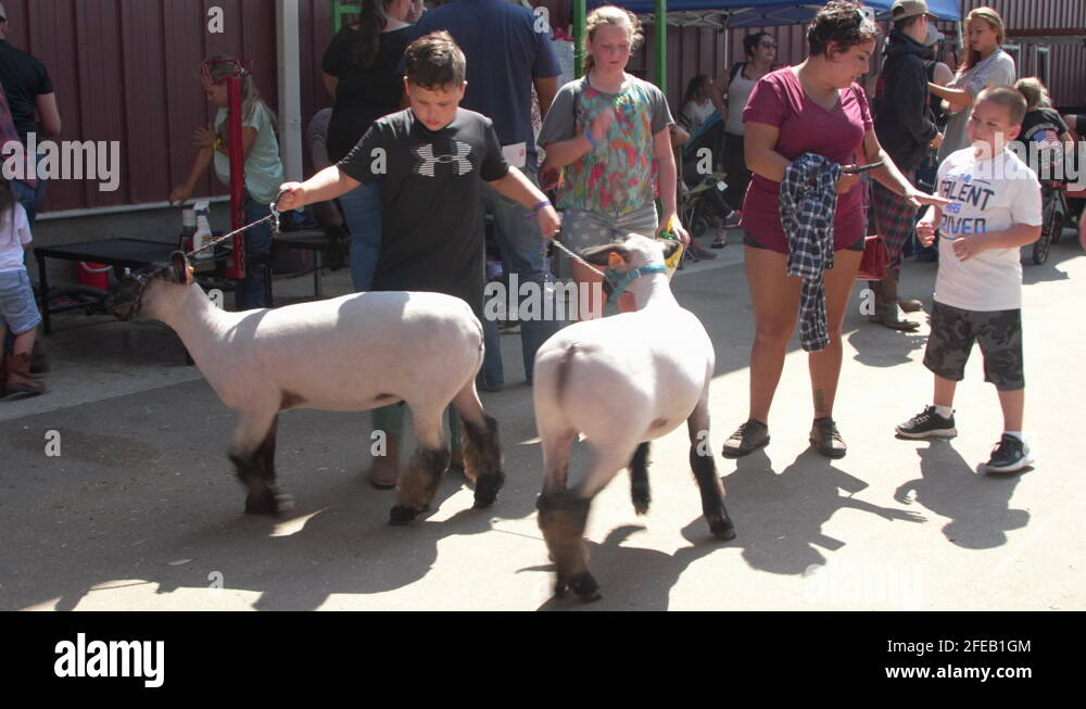 Sheep in boots Stock Videos & Footage - HD and 4K Video Clips - Alamy