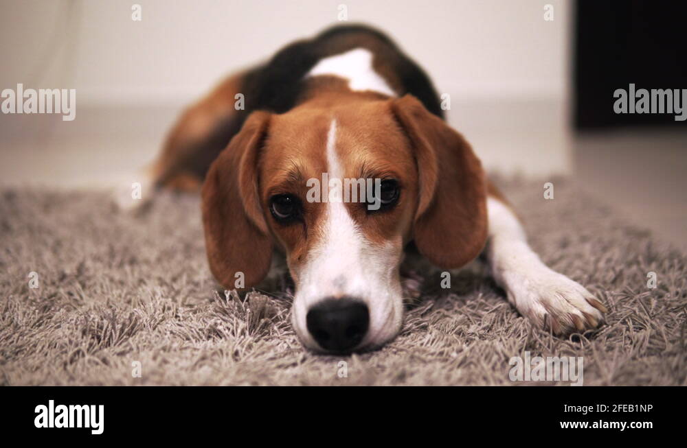 Beagle ears Stock Videos & Footage - HD and 4K Video Clips - Alamy