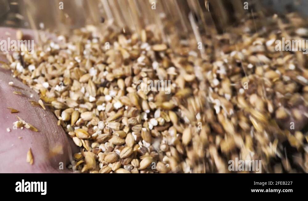 Grain seed Stock Videos & Footage - HD and 4K Video Clips - Alamy