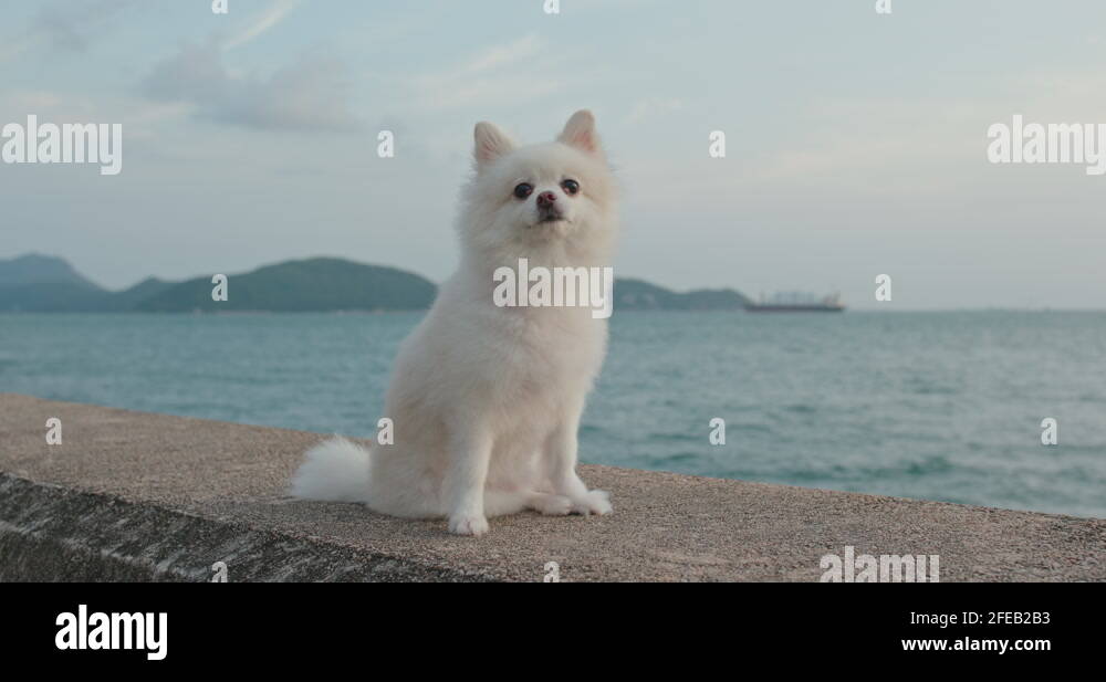 Pomeranian bay Stock Videos & Footage - HD and 4K Video Clips - Alamy