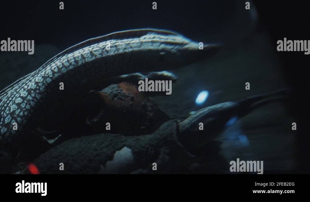 Snake swimming underwater wildlife Stock Videos & Footage - HD and 4K ...