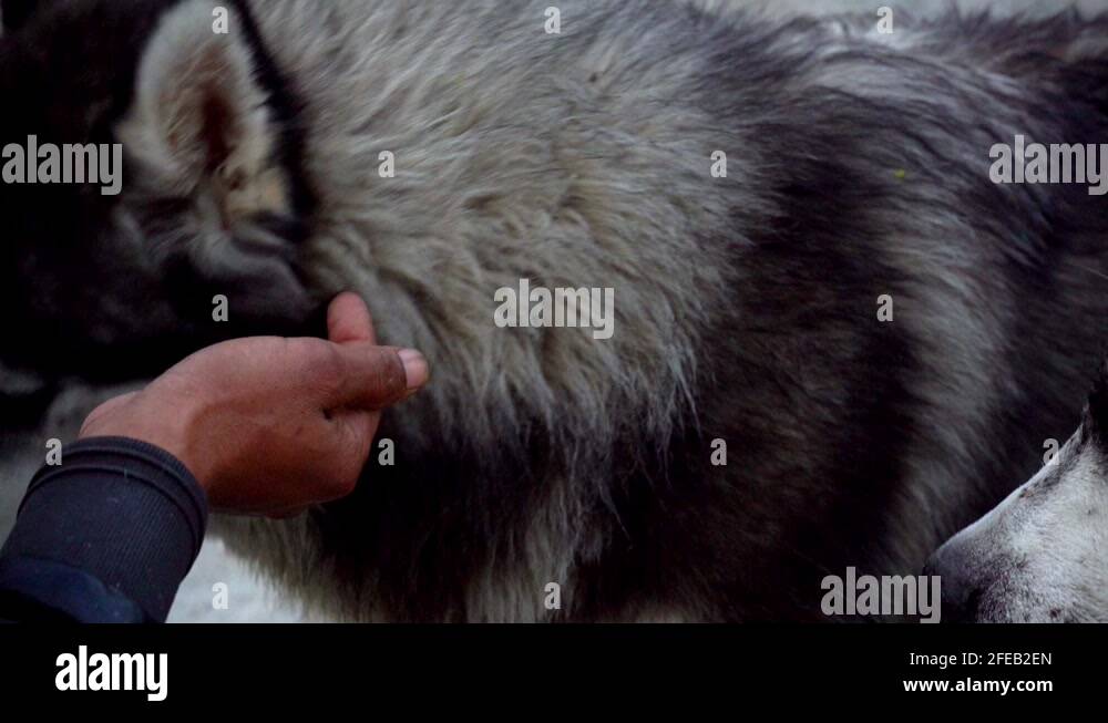 Man eating dogs Stock Videos & Footage - HD and 4K Video Clips - Alamy