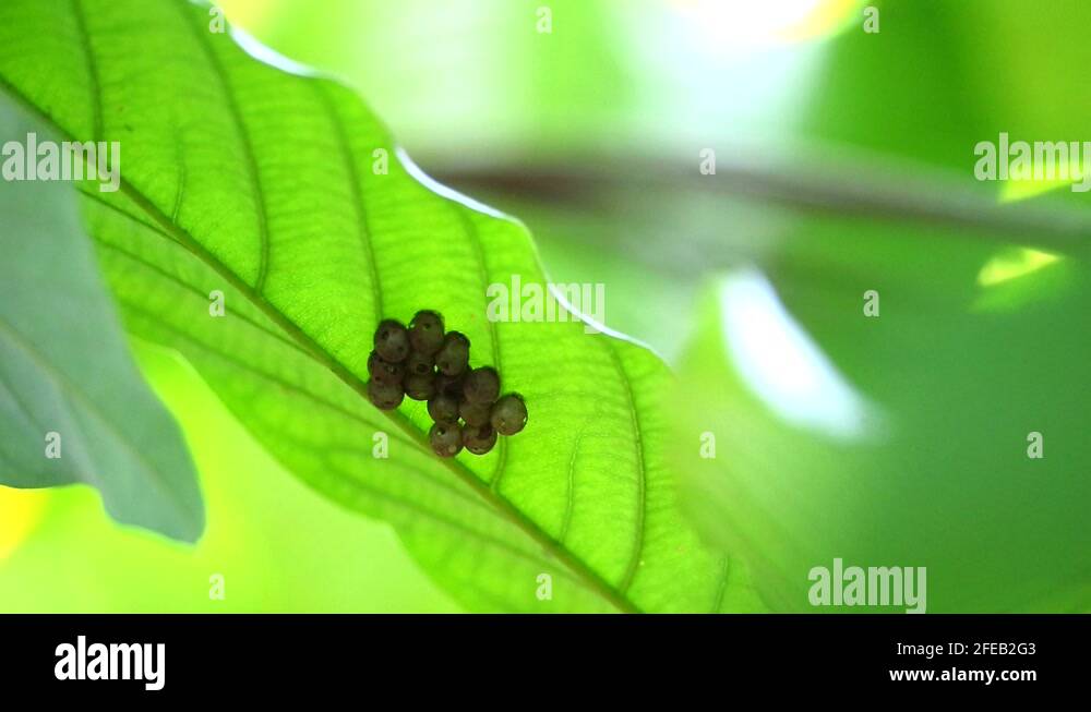 Insect egg capsule Stock Videos & Footage - HD and 4K Video Clips - Alamy