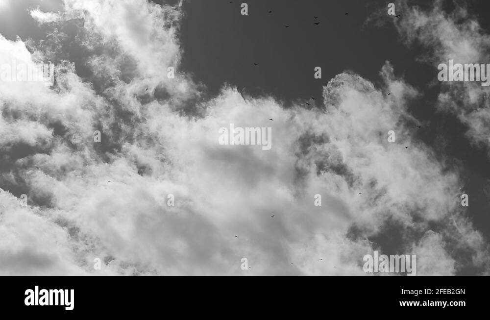 Birds flying past the sun Stock Videos & Footage - HD and 4K Video ...