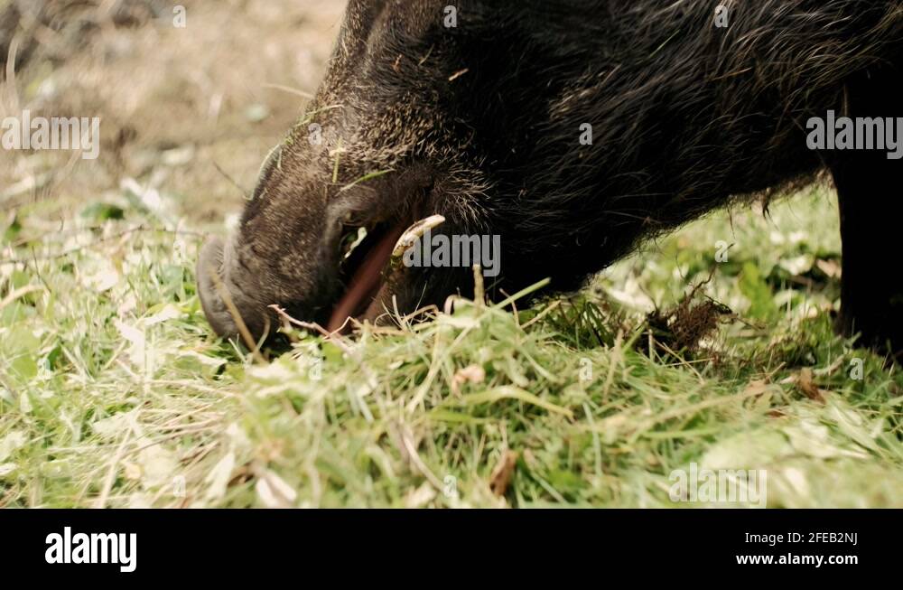 Wild boar farm Stock Videos & Footage - HD and 4K Video Clips - Alamy