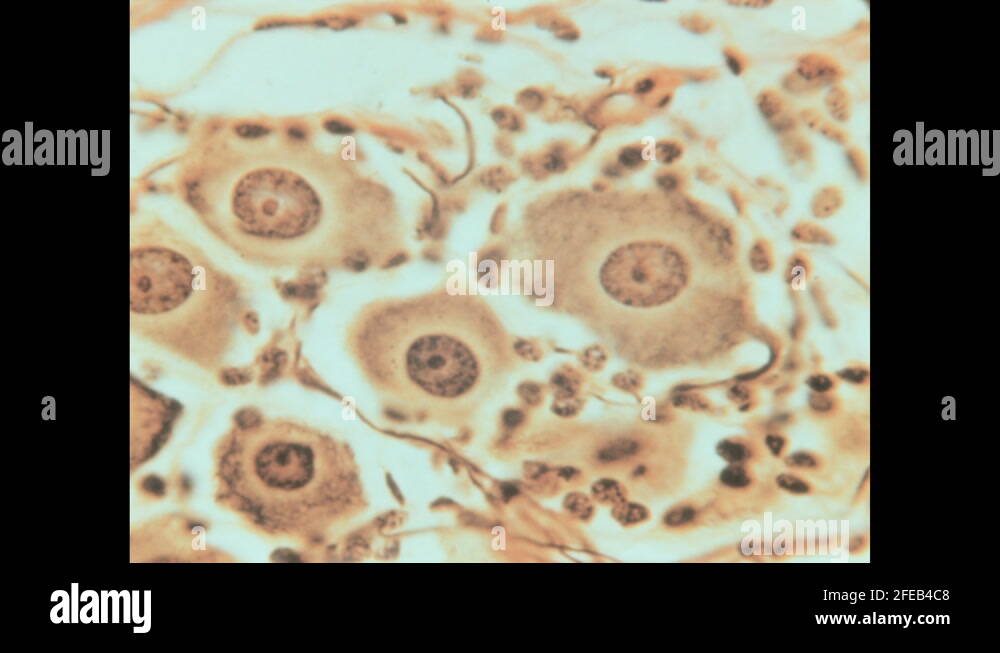 Flagella microscope Stock Videos & Footage - HD and 4K Video Clips - Alamy