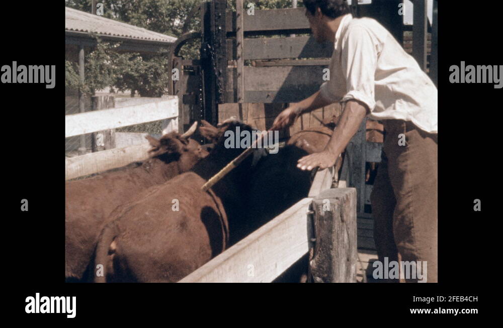 1950s: Man with stick prods cattle through gates and onto truck ...
